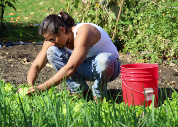 Farmer Training & Apprenticeships – Southside Community Land Trust