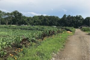 Cranston farm purchase opens up land for more growers – Southside ...