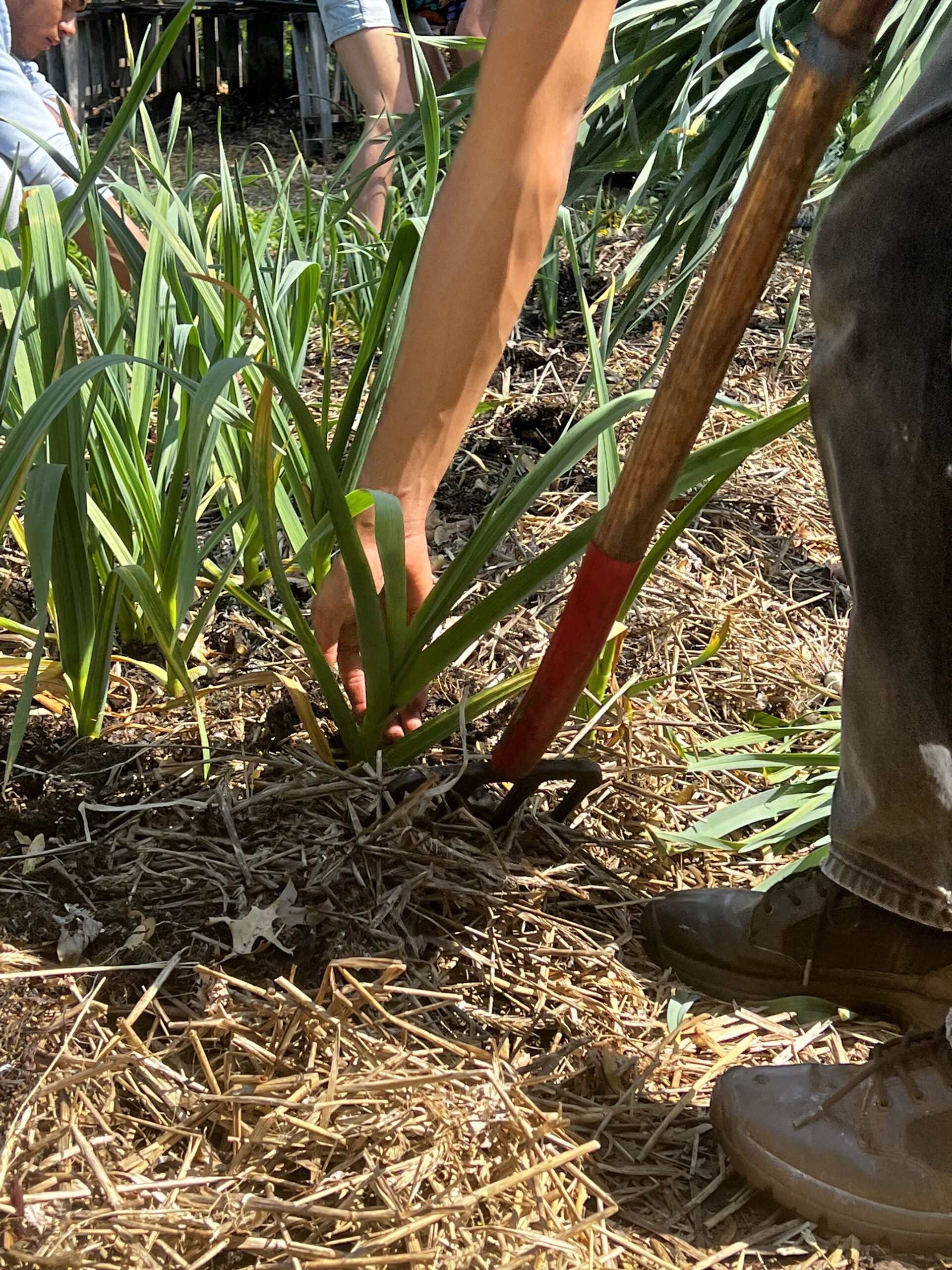 SCLT awarded farm tool grant by SNEFCC – Southside Community Land Trust